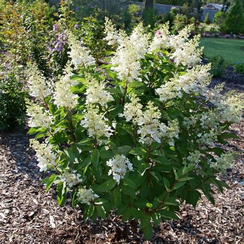 Hydrangea Trees Proven Winners Colorchoice Flowering Shrubs