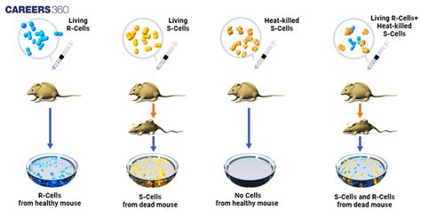 Griffith Experiment And Transforming Principle Introduction Impacts And Diagram