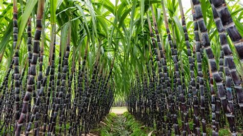 Plantio Da Cana De Açúcar