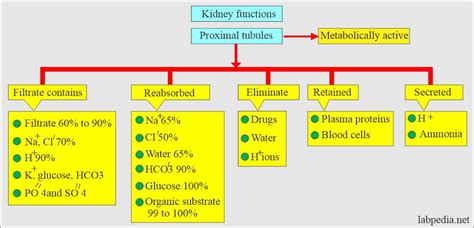 Renal Functions Part 1 Renal Functions Tests Renal Functions Part 1 Renal Functions Tests