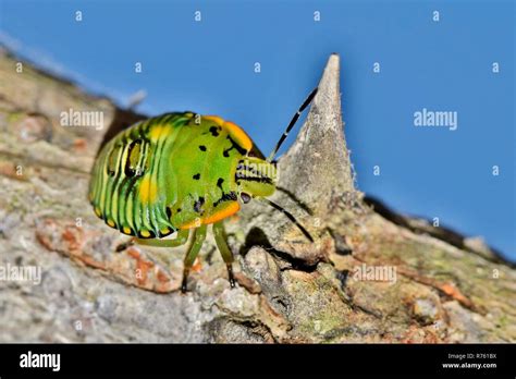 A Young Green Stink Bug Nymph On A Thorny Tree Branch With A Blue Sky Background On A Sunny