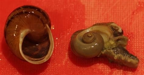 Snail With Shell Removed