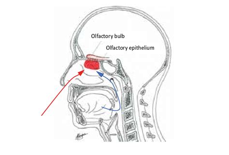 Orthonasal Red And Retronasal Blue Olfactory Routes Illustration