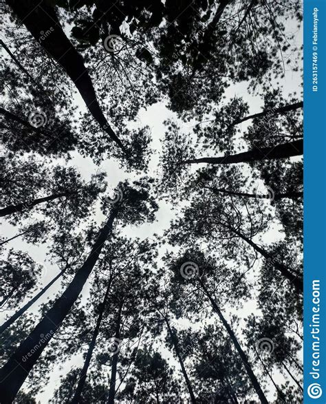 gazing up at the sky in the refreshing array of pine trees stock image image of trunk winter