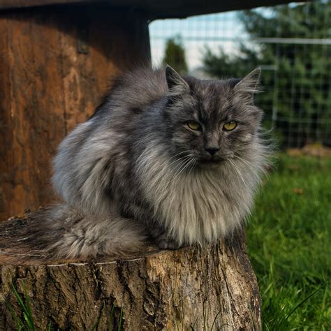 Fluffy Grey Cat Breeds