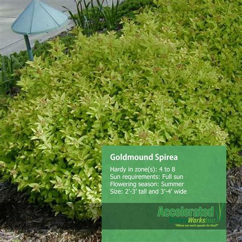 Flowers Shrubs Artofit