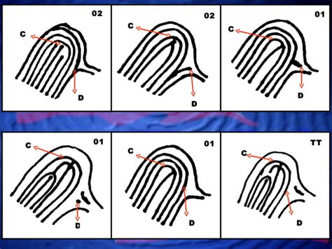 Fingerprint Classification Slide 1 Ppt Science Fingerprint Classification Slide 1 Ppt Science