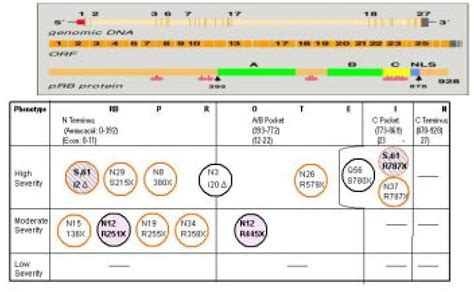 Matrix Of Genotype Phenotype Clinical And Protein Correlations In