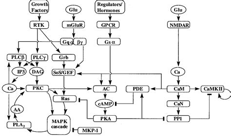 Figure 1 From Temporal Computation By Synaptic Signaling Pathways Semantic Scholar