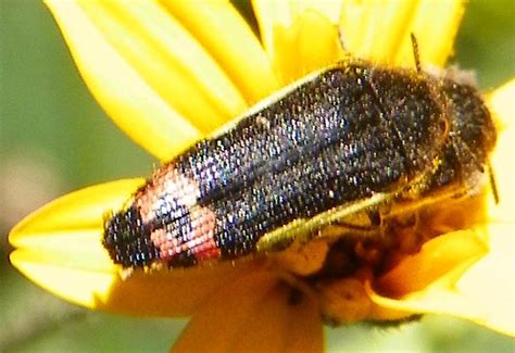 Mating Yellow Bordered Flower Buprestids What S That Bug
