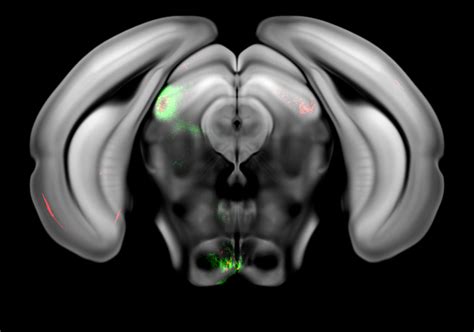 Superior Colliculus Cell Types Bidirectionally Modulate Choice Activity