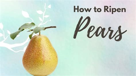 How To Prune A Pear Tree Mehrabyan Nursery