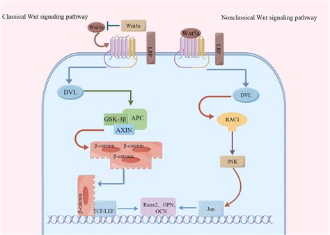 Regulation Mechanism Of Wnt On The Classical And Non Classical