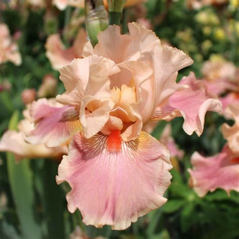 Bearded Iris Bulbs Entitled Fall Flower Bulbs Eden Brothers