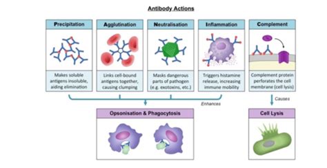 Ib Biology Topic 11 1 Antibody Production Questions Karteikarten Quizlet