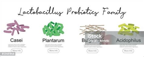 프로 바이오 틱 스 유산 균 가족 벡터 일러스트 레이 션입니다 박테리아에 대한 스톡 벡터 아트 및 기타 이미지 박테리아