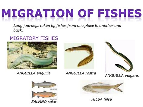 Presentation Fish Migration Pptx Fish And Aquariums Pets