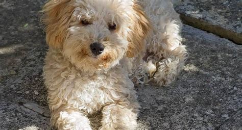 Cavapoo Suddenly Aggressive At 1 Year Old Whats Happening Doodle