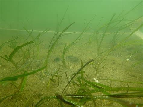 Eelgrass Restoration — Marthas Vineyard Shellfish Group Inc