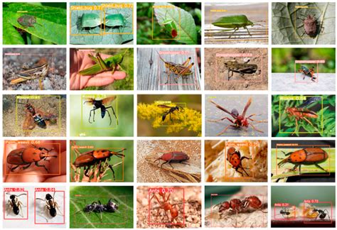 Sensors Free Full Text An Efficient Pest Detection Framework With A Medium Scale Benchmark