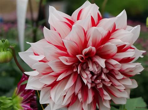 「ありがとう」や「感謝」の花言葉を持つ花9選 Horti 〜ホルティ〜 By Greensnap