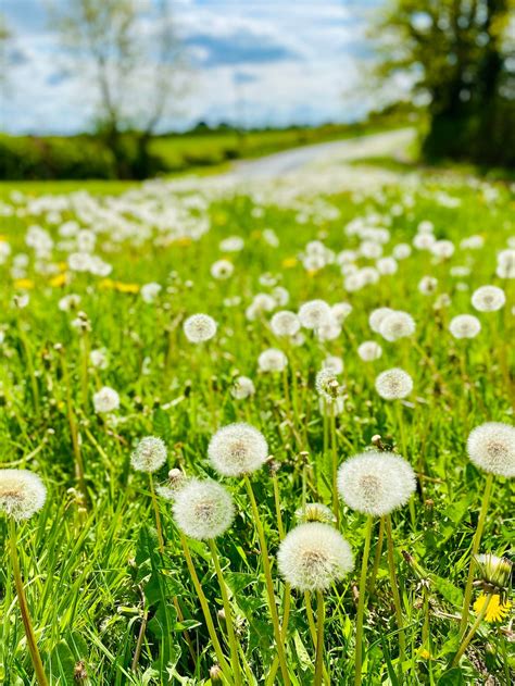 Field Of Dandelion Wallpapers Wallpaper Cave