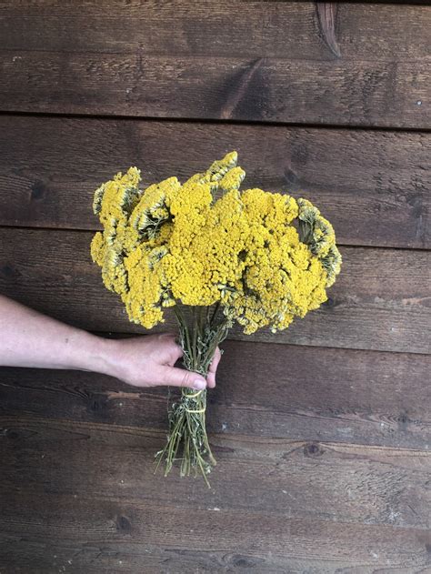 Yellow Yarrow Flower