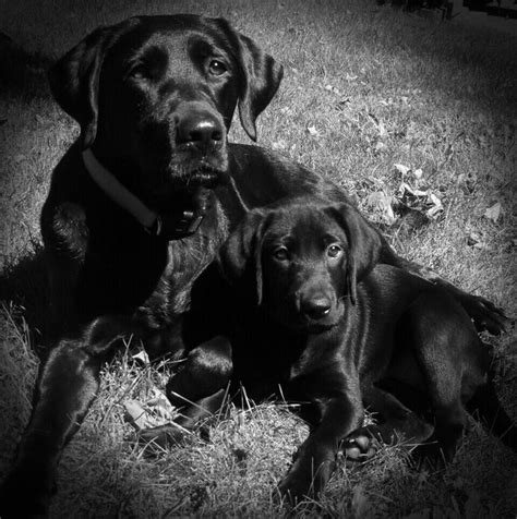 Best Images About Lab Love Affair On Pinterest Lab Puppies Chocolate Labradors And Lab Pups