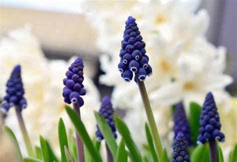 무료 사진 와일드 히 아 신 스 꽃 줄기 꽃잎 꽃 잔디 자연 정원