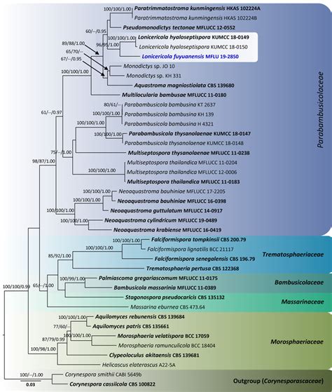 Raxml Tree Based On A Combined Dataset Of Partial Ssu Lsu Tef1 And