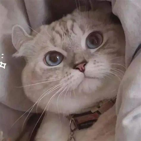 可爱萌宠猫猫头像，喵咪头像，猫控，又可爱又会耍贱的喵 搜狐大视野 搜狐新闻