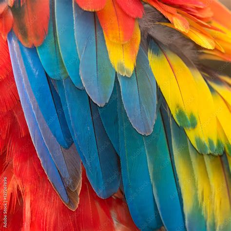 Bird Color Feather
