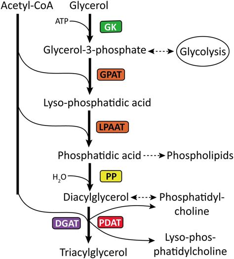 Triacylglycerol Synthesis