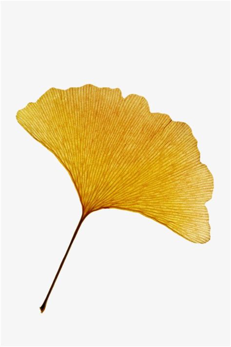 온통 은행나무 살구 잎 일러스트 PNG 온통 은행나무 이미지 벡터 PSD 파일 Pngtree Leaf