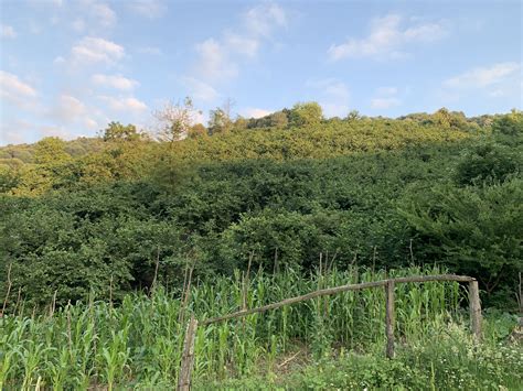 Groovy Parallel Data Export Uk