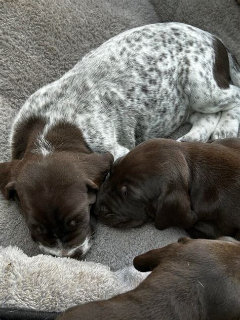 German Shorthaired Pointer Newborn Puppies