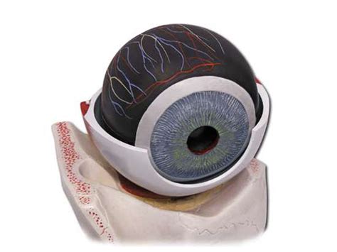 Learn Special Senses Vision Terms And Definitions For Physics Flashcards