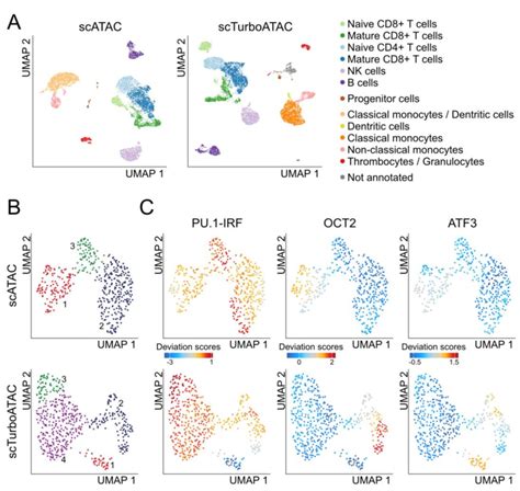Scturboatac Resolves Additional Cell Types In Pbmcs A Umap Embedding Download Scientific