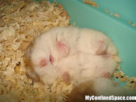 Cute Dwarf Hamster Sleeping