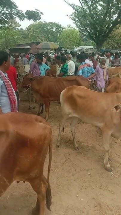 গাবি বাজার ₹ Youtube