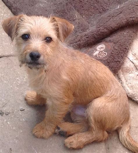 Fantastic Puppies For Sale Norfolk Of All Time