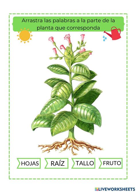 Partes De La Planta Interactive Activity For Cinco Años Live Worksheets