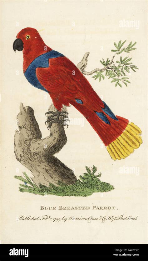 Female Eclectus Parrot Eclectus Roratus Blue Breasted Parrot