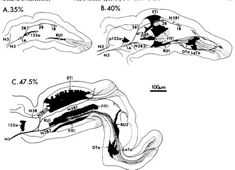 Figure 3 From Development Of Neuromuscular Specificity In The