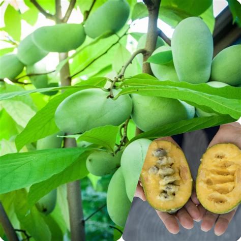 Paw Paw Tree Seeds For Planting 10 Seeds Edible Fruit Tree Made In