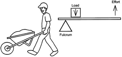 First Second Third Class Lever Examples