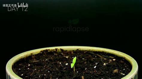 Plant Detection Object Detection Dataset And Pre Trained Model By Leafpest