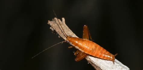 City Of Cape Town Celebrates World Wildlife Day With Jumping Cockroach
