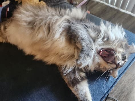 Silliest Kitty Pic R Cats