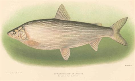 Coregonus Clupeaformis Mitchill 1818